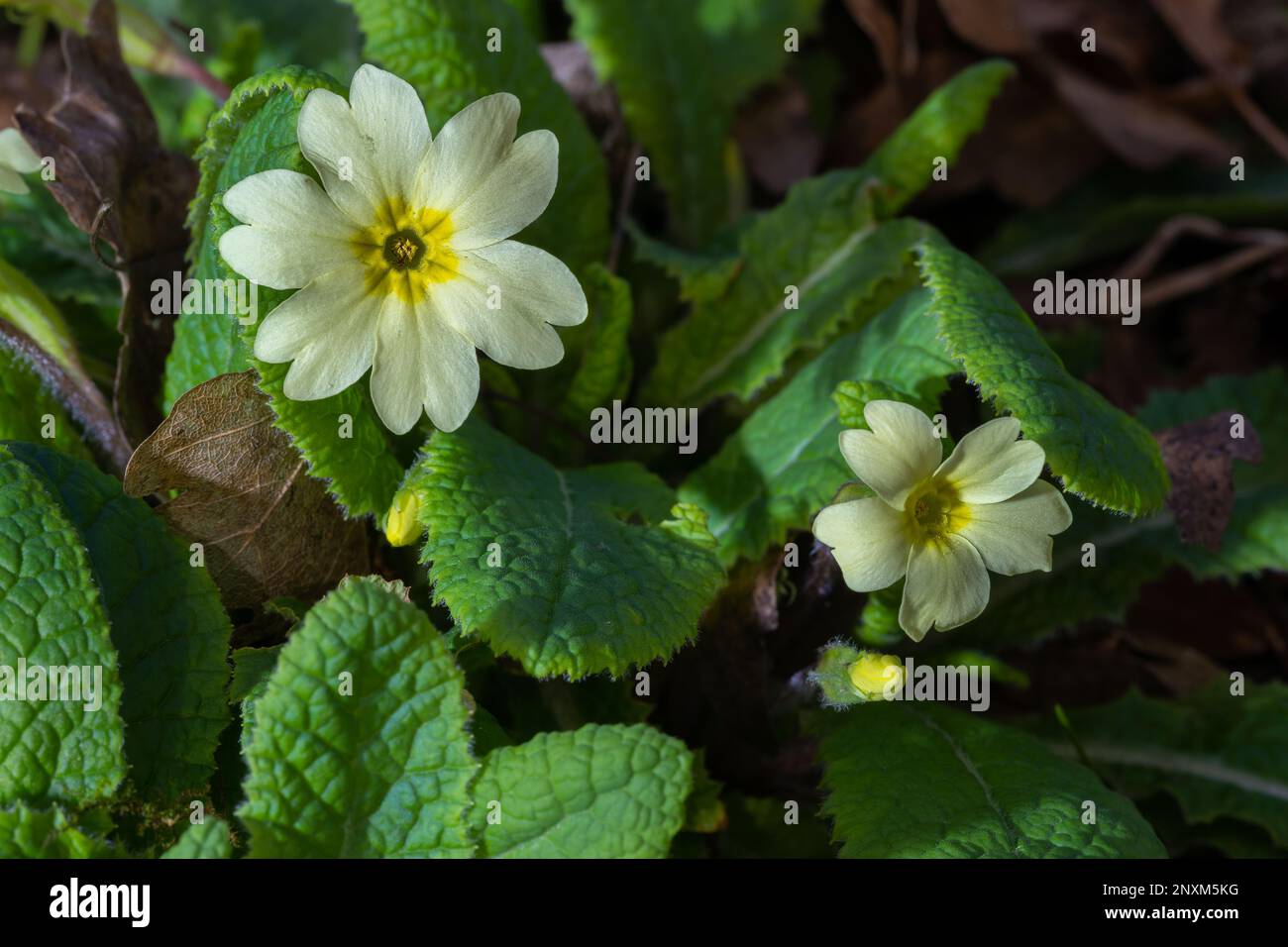 Wild primrose hi-res stock photography and images - Alamy