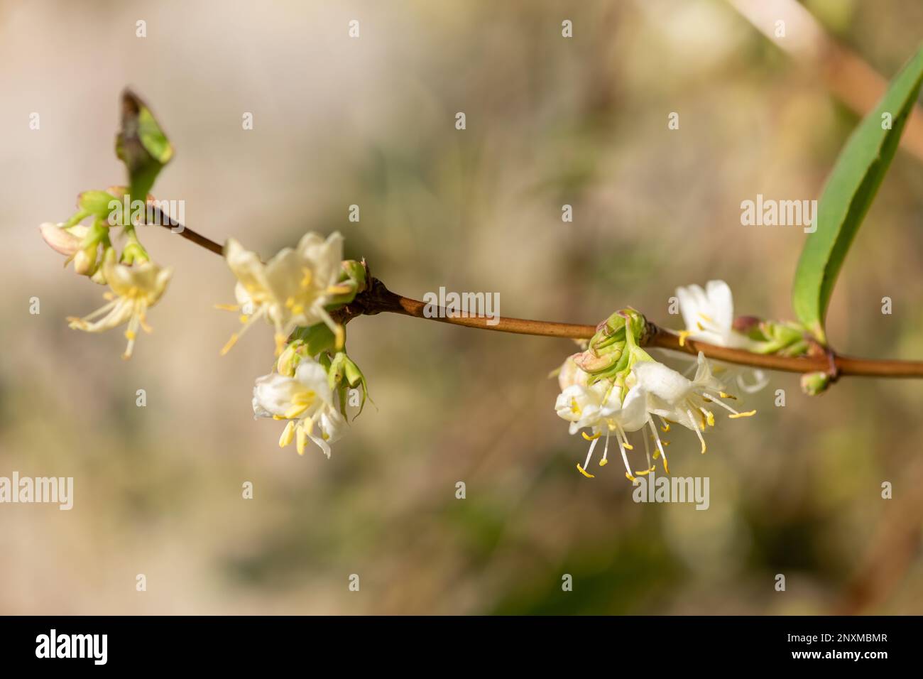 Close up of purpus honeysuckle (lonicera x purpusii) flowers in bloom ...