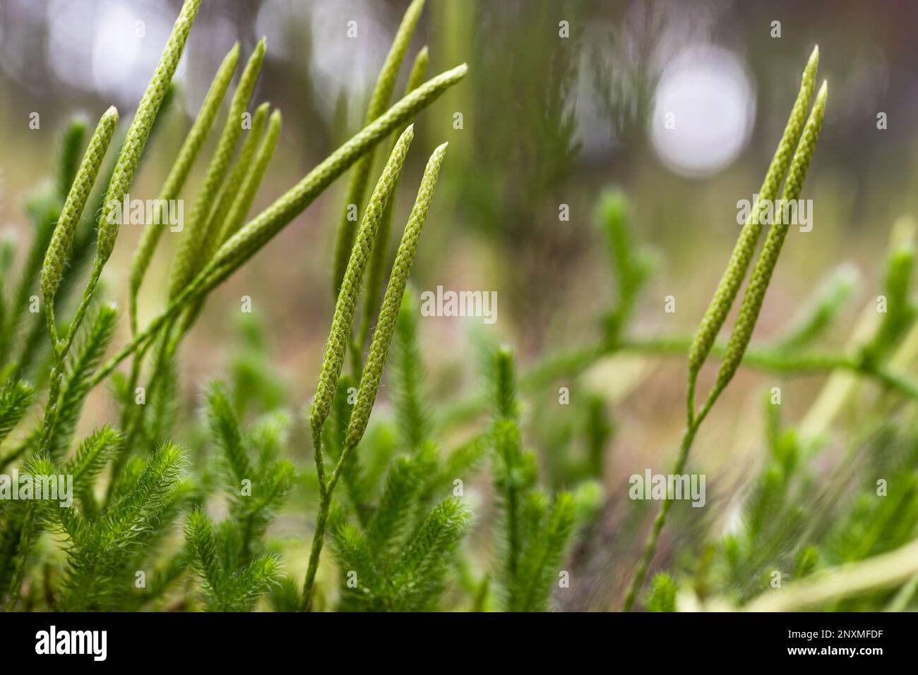 Lycopodium plant with spore cones, also known as ground pines or ...