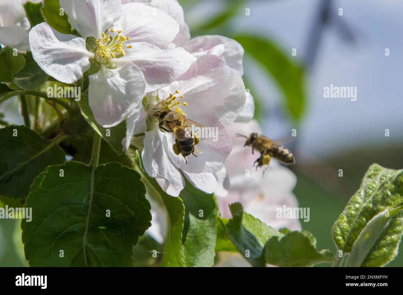 apple tree blooms in the garden. bees collect nectar and pollen Stock ...