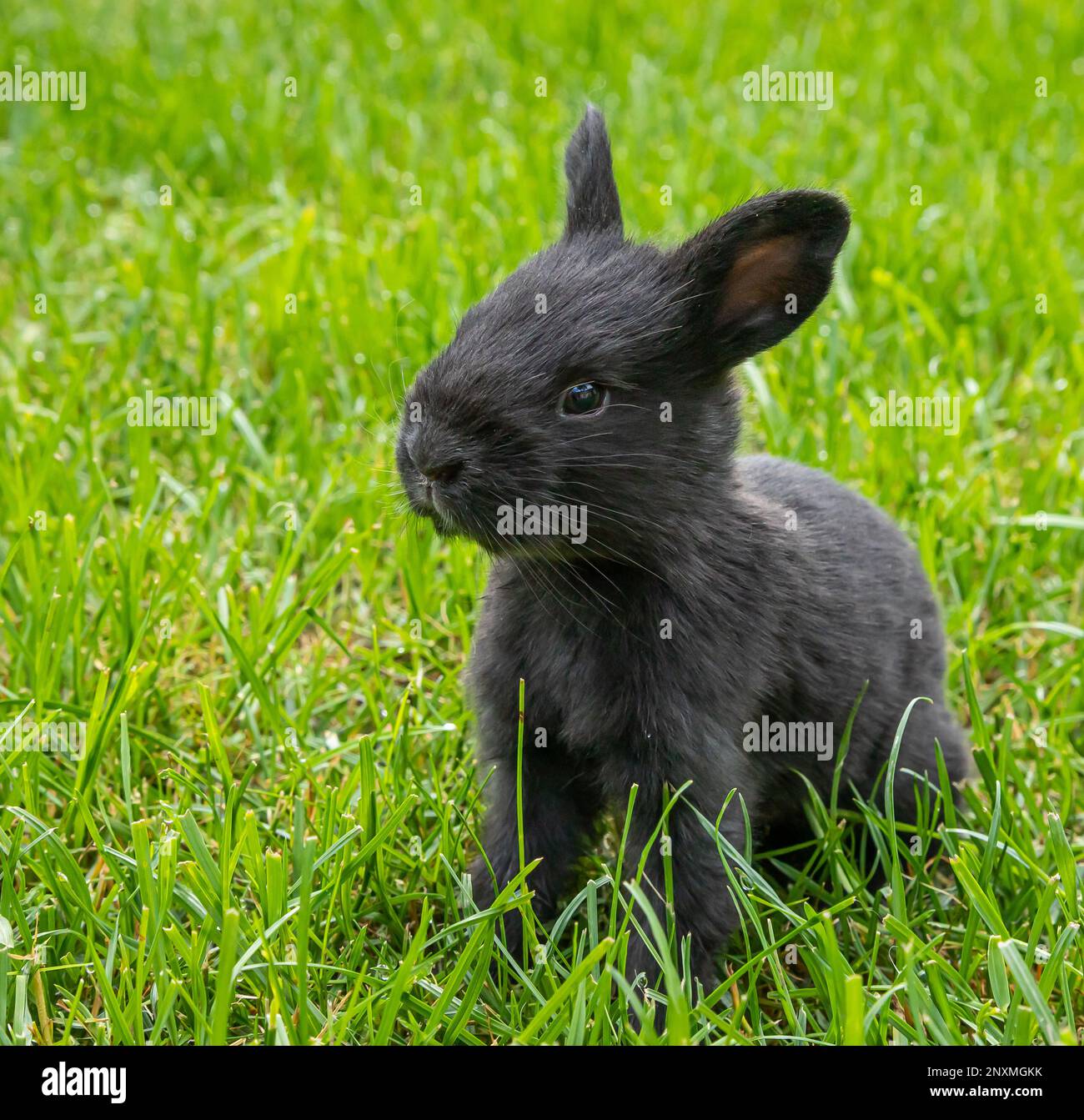 little black rabbits in the green grass Stock Photo - Alamy