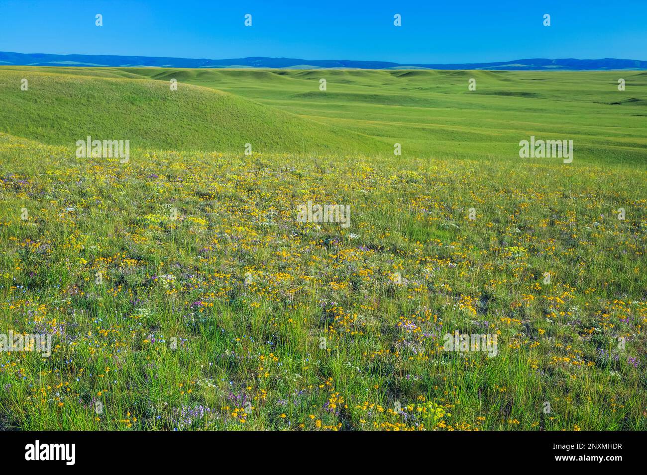 prairie hills and wildflowers, with the little belt mountains in the ...