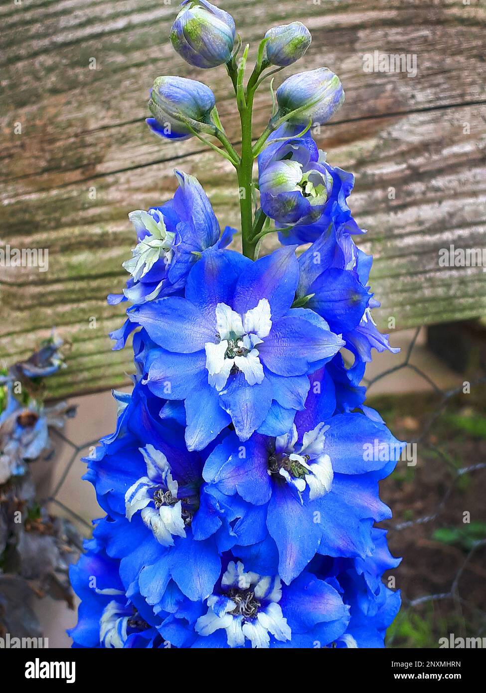 The beautiful blue of delphiniums on a summers day in a Lancashire ...