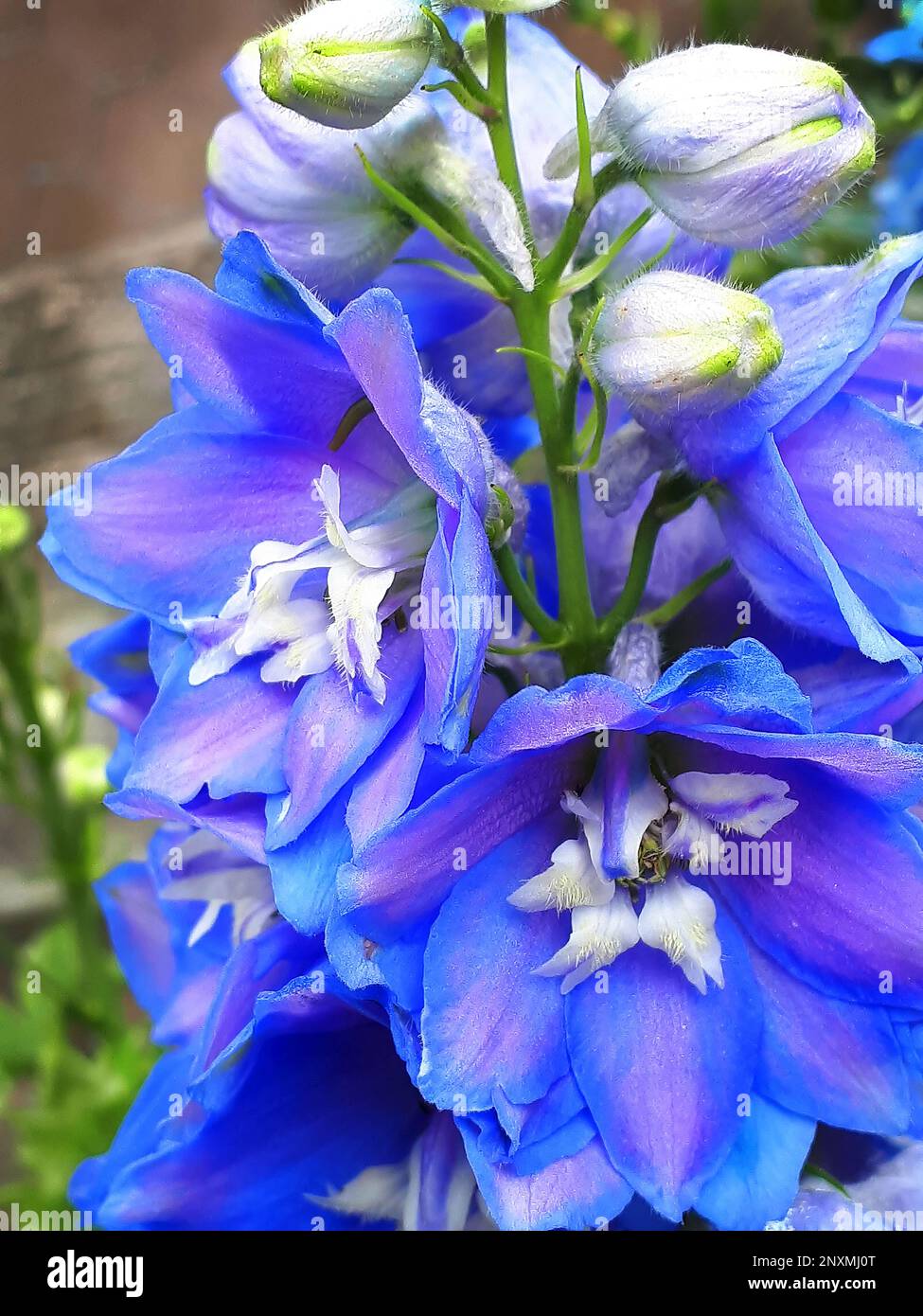 The beautiful blue of delphiniums on a summers day in a Lancashire ...