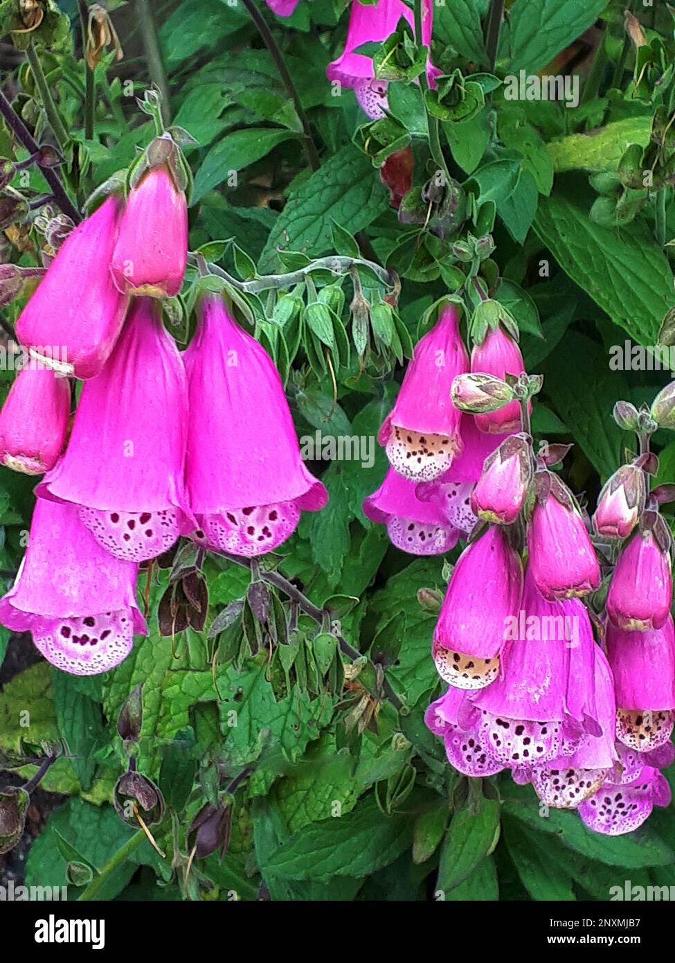Digitalis pink panther hi-res stock photography and images - Alamy