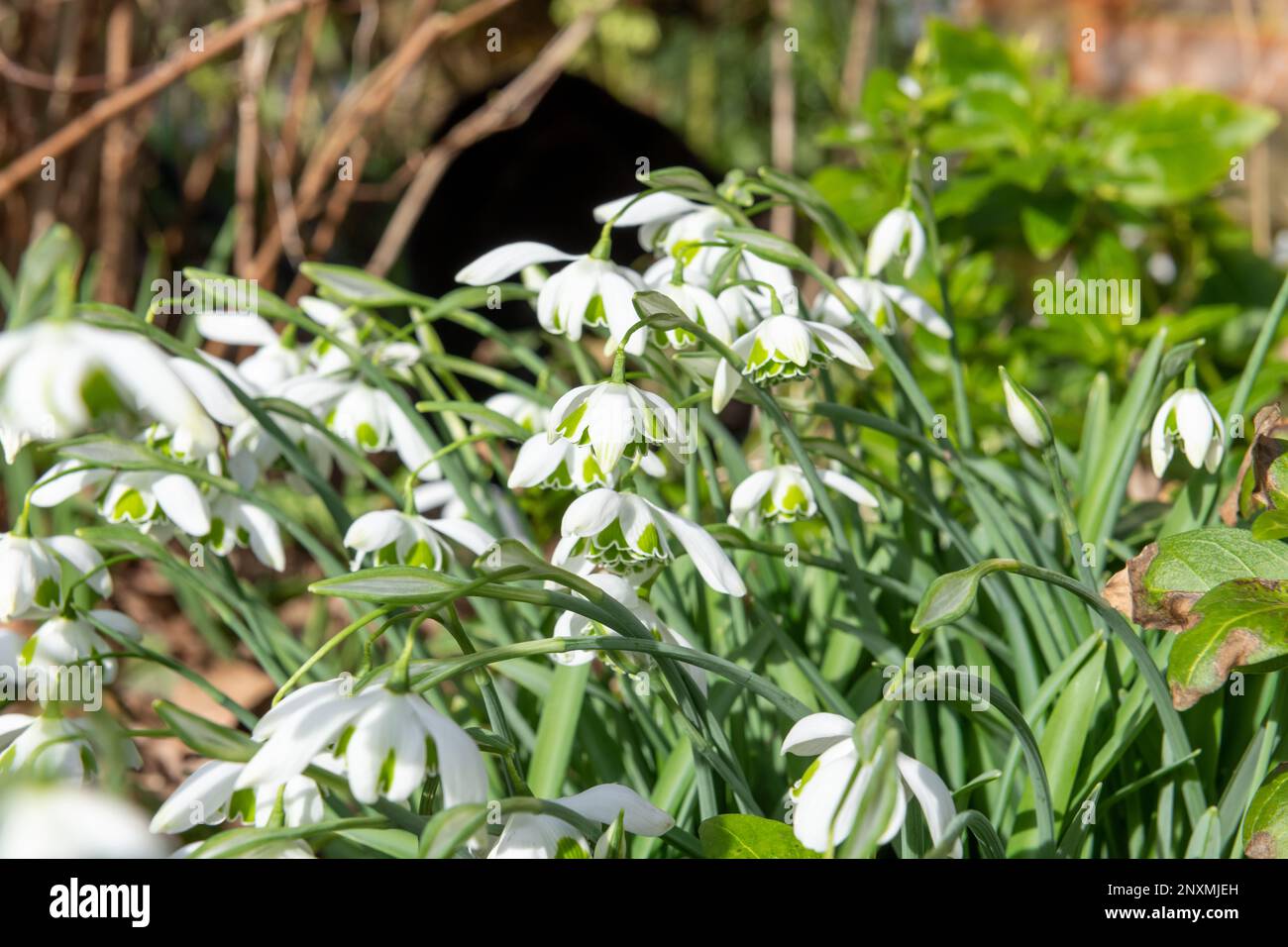 Galanthus ophelia snowdrops hi-res stock photography and images - Alamy