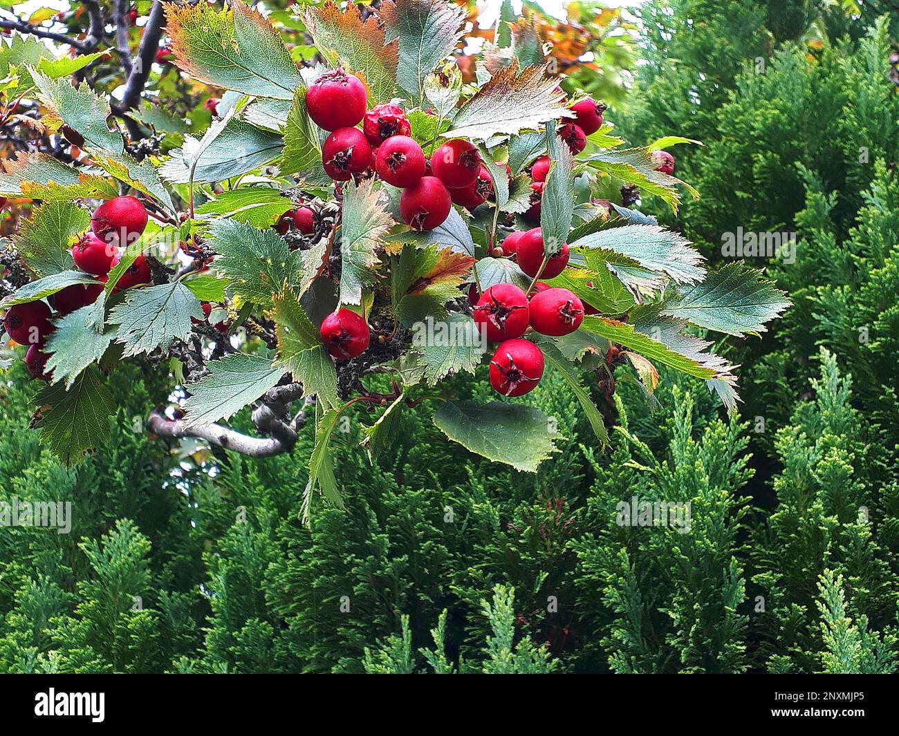 sky,petals,Stamen,stem,anther,glorious,bouquet,scent,perfume,plant ...