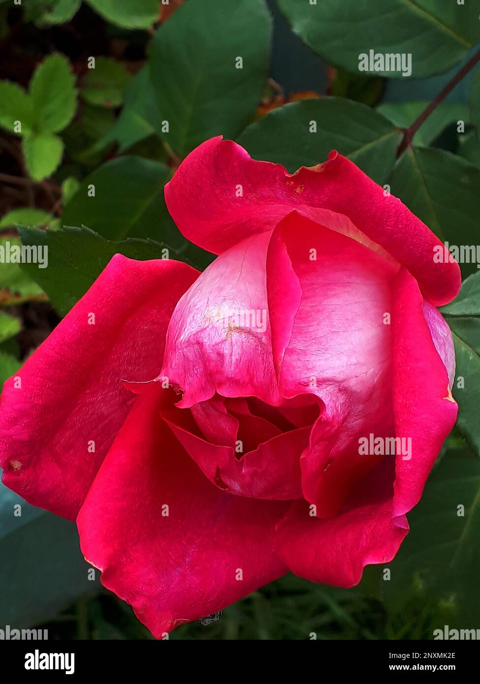 Strong rose bud hi-res stock photography and images - Alamy