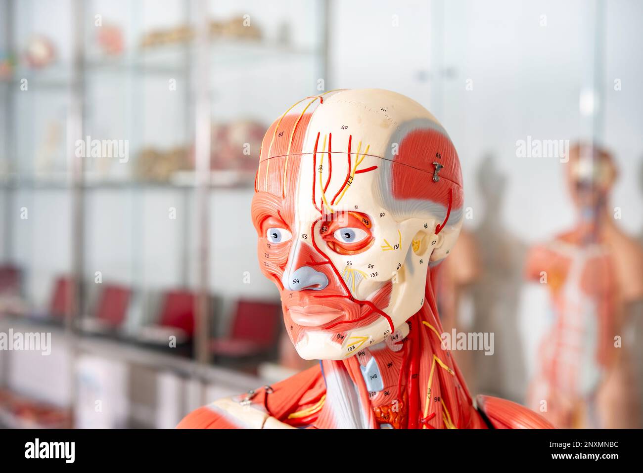 Human body, Anatomical mannequin, muscular and skeleton system, head ...