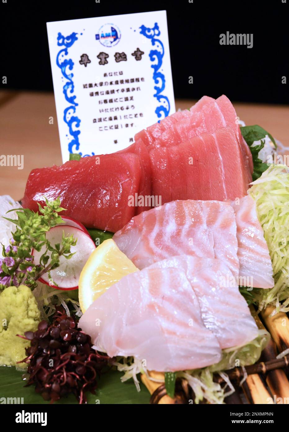 Sashimi of Kindai(white) and Kindai Tuna(red) are offered at Kindai ...