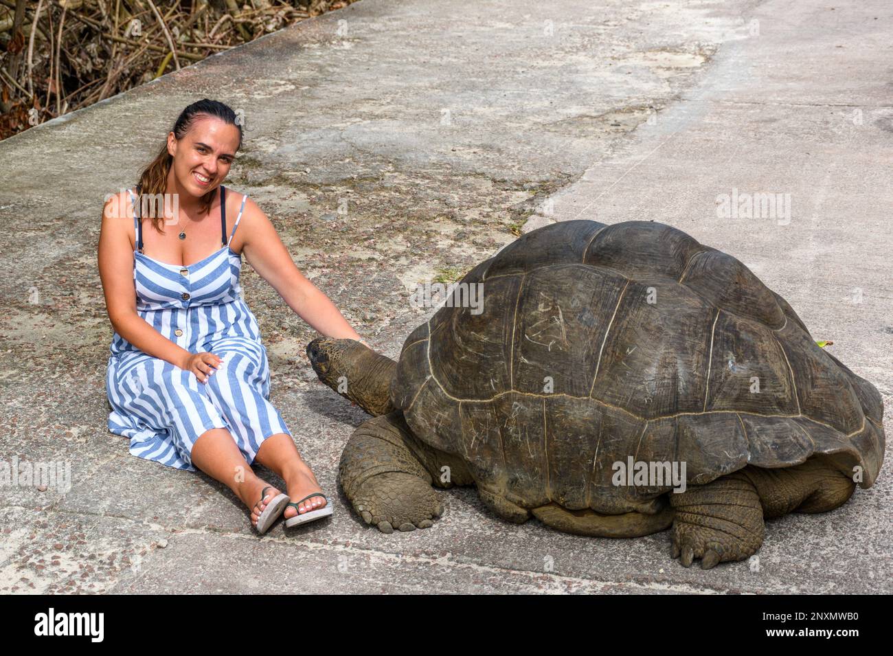 Young woman petting a giant tortoise in middle of road on Seychelles ...