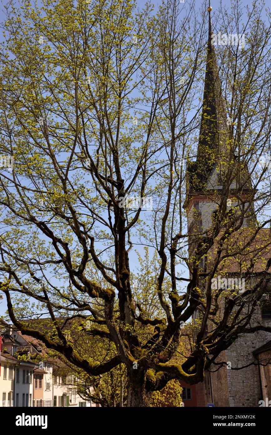 Tree, Schaffhausen, Switzerland Stock Photo - Alamy