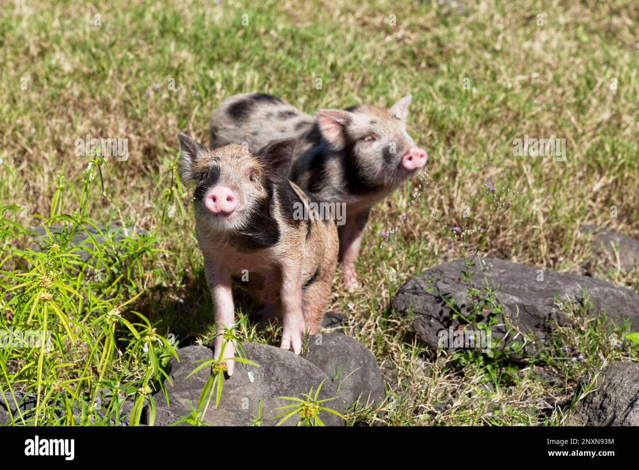 Two piglets in the grass hi-res stock photography and images - Alamy