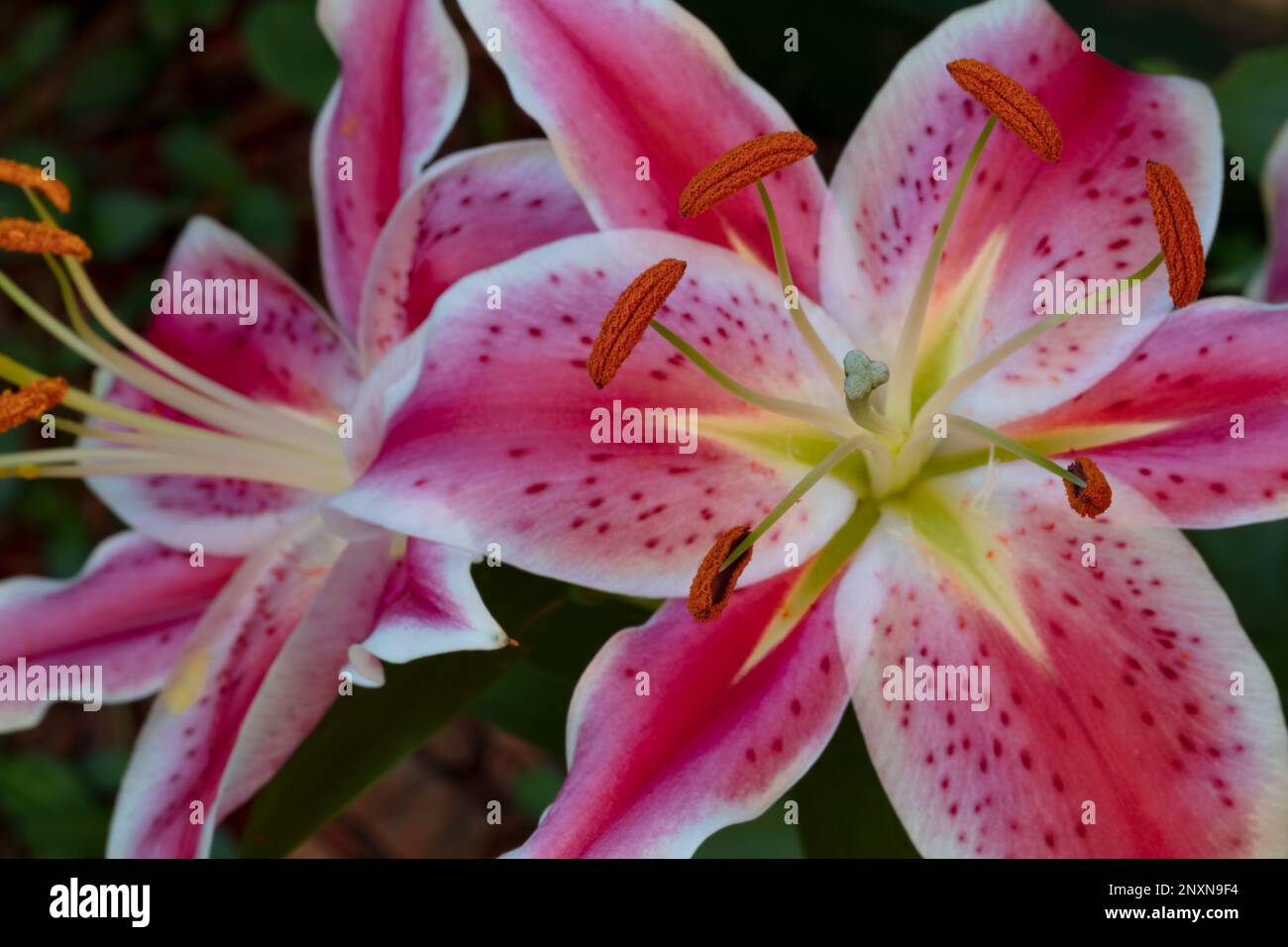 A close-up view of the lilies in our garden Stock Photo - Alamy