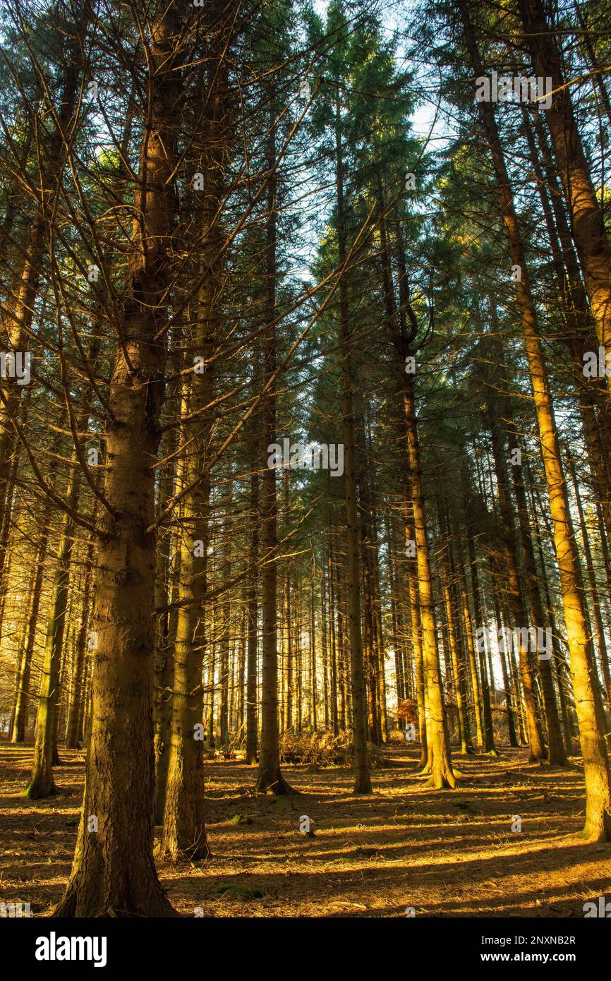 Low sun through conifer forest Stock Photo - Alamy