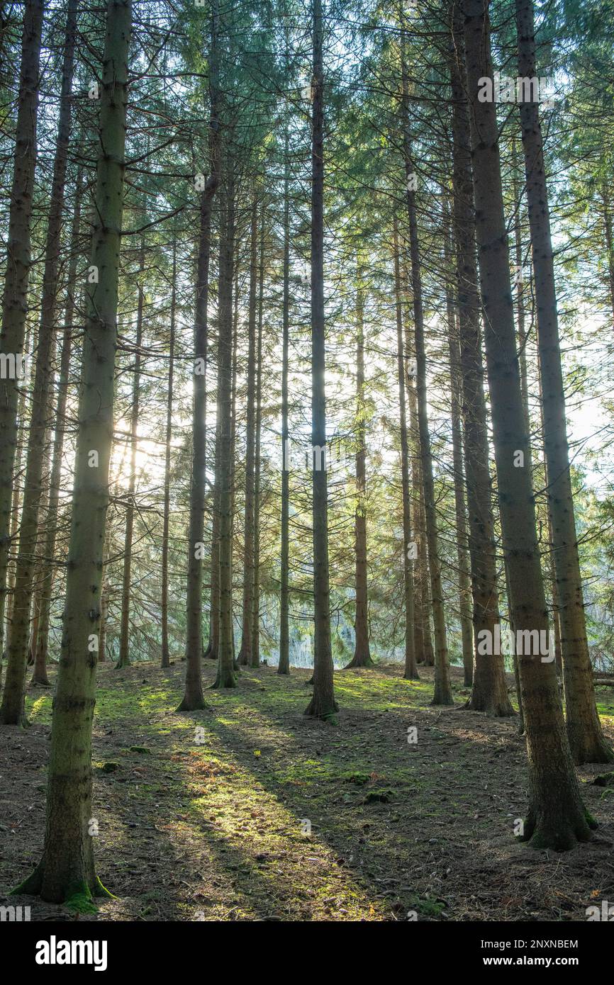 Sun through the forest hi-res stock photography and images - Alamy