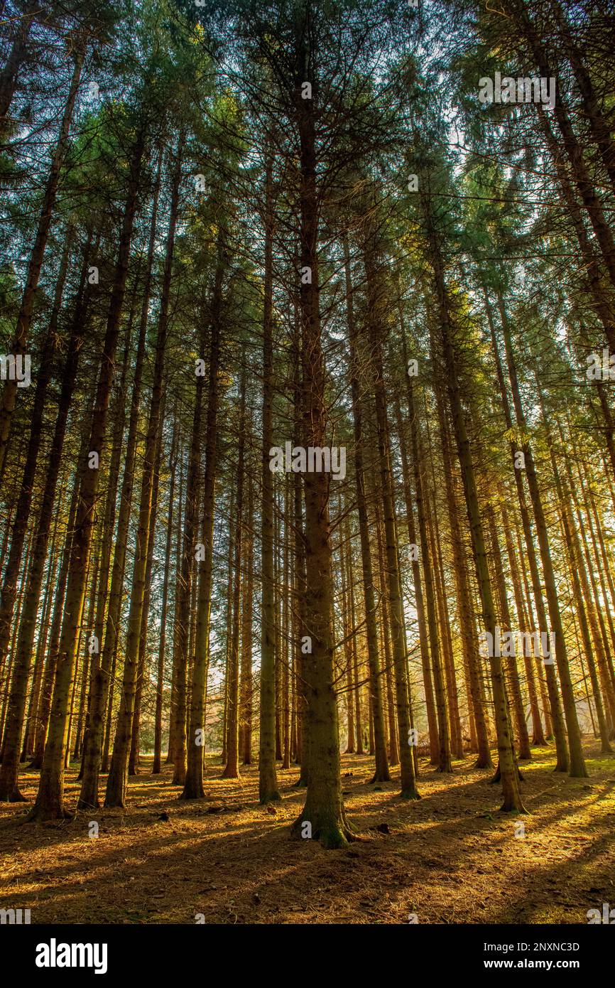 Low sun through conifer forest Stock Photo - Alamy