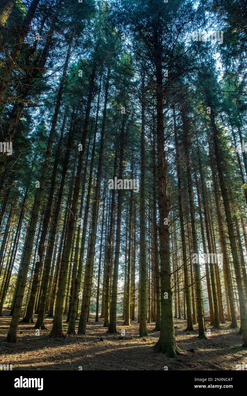 Conifer forest hi-res stock photography and images - Alamy