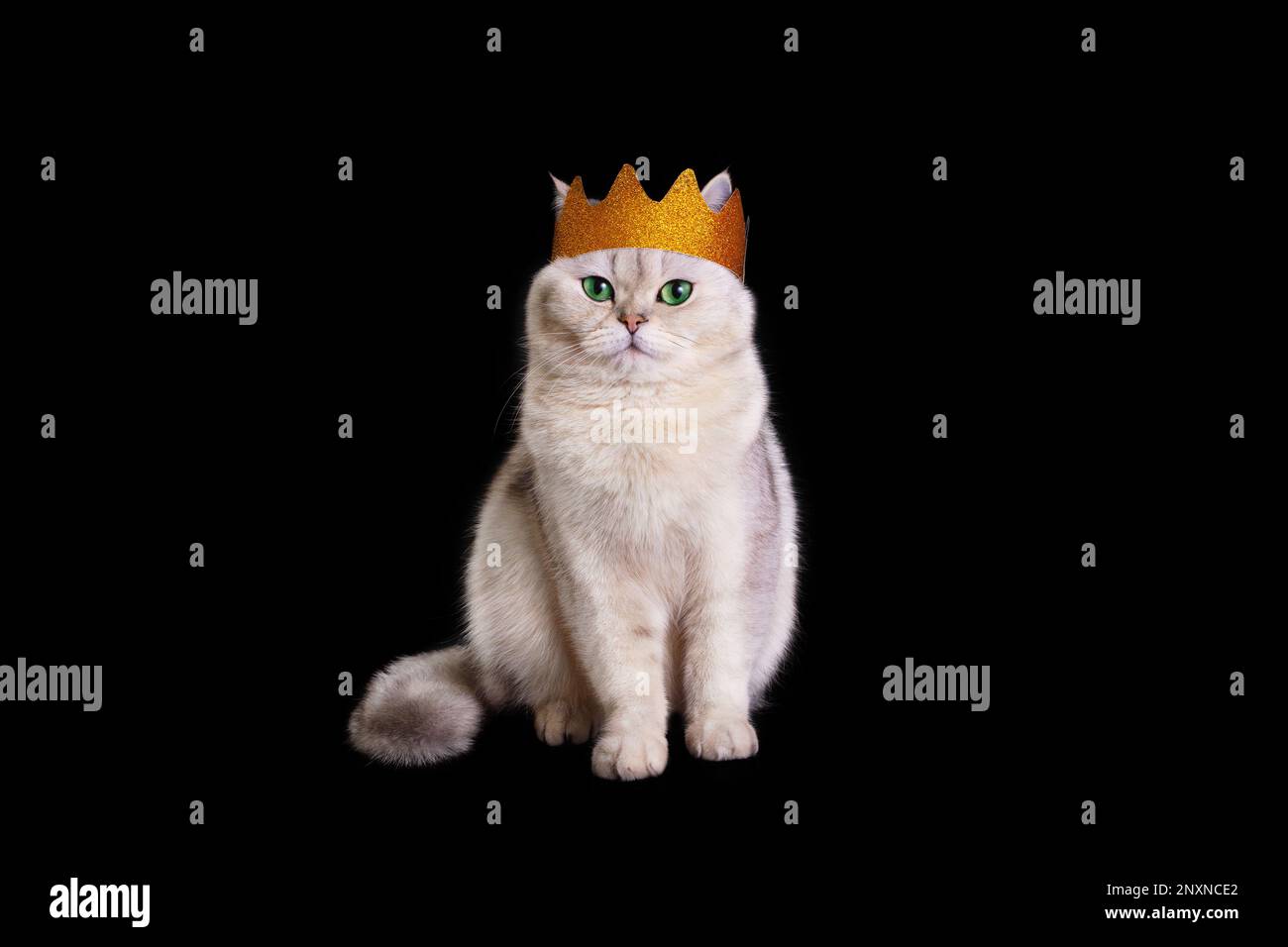a white king cat in a golden crown sits on an isolated black background ...