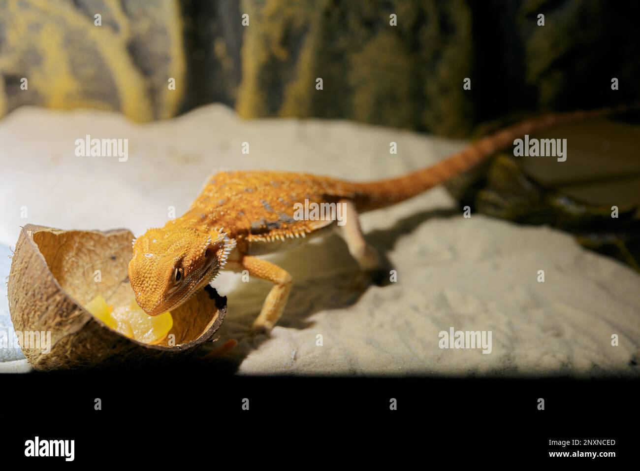 Red bearded Agama iguana eating fresh fruits and carrots in terrarium ...