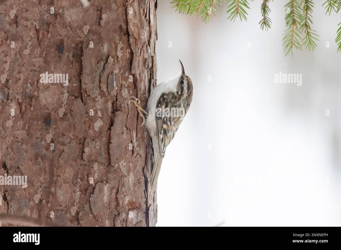 Treecreeper distribution hi-res stock photography and images - Alamy