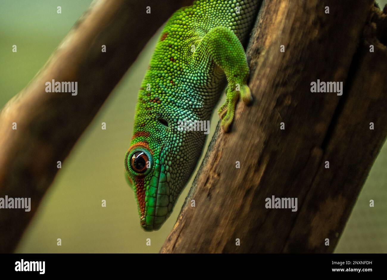 Green Gecko Sitting on Branch with Bokeh Background Stock Photo - Alamy