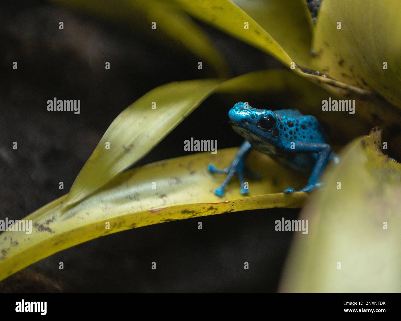 Blue Tree Frog Sitting on a Bright Yellow Leaf Stock Photo - Alamy
