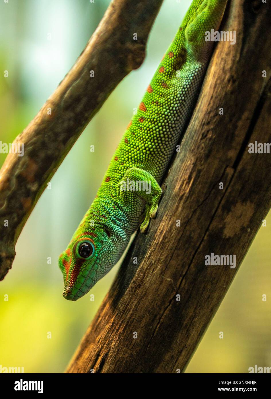 Green Gecko Sitting on Branch with Bokeh Background Stock Photo - Alamy