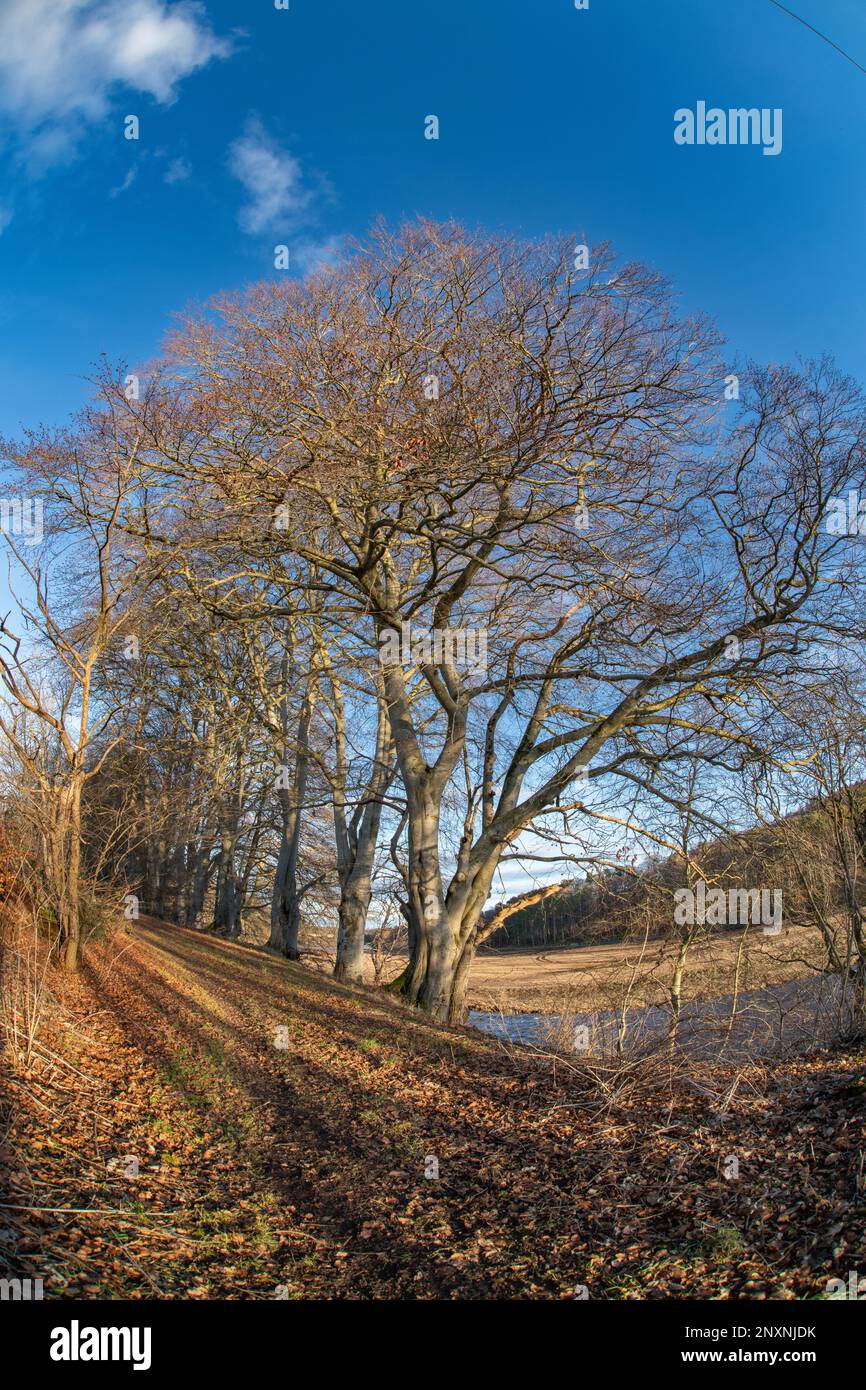 Winter along the River Don, Inverurie, Aberdeenshire, Scotland, UK ...
