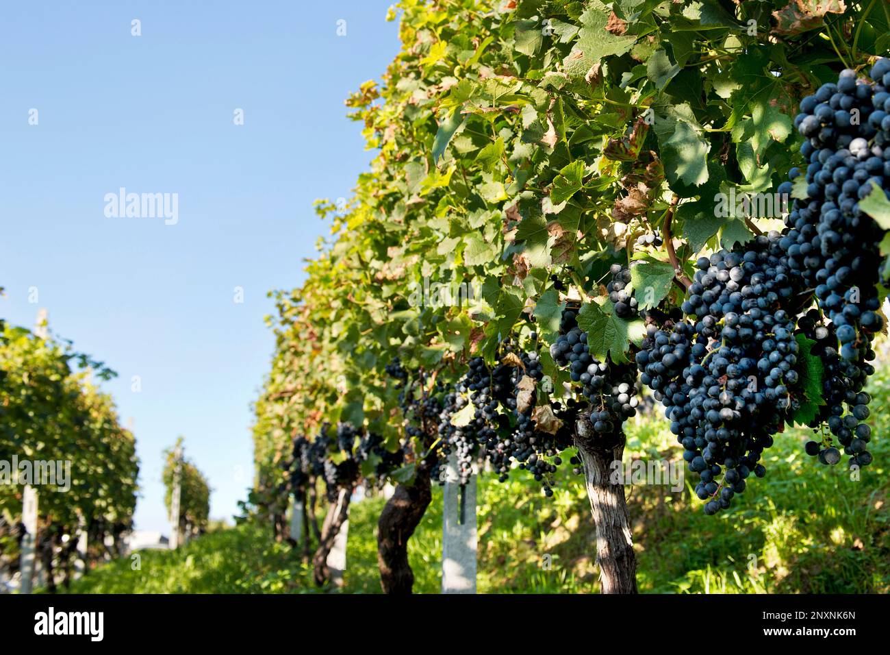 Switzerland, Canton Ticino, Tenero, vineyards Stock Photo - Alamy