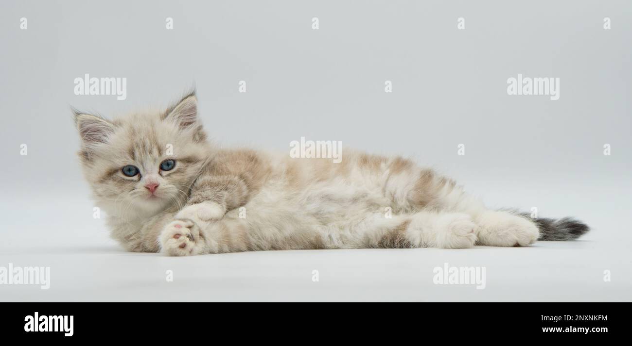 Neva masquerade kitten on a white background Stock Photo - Alamy