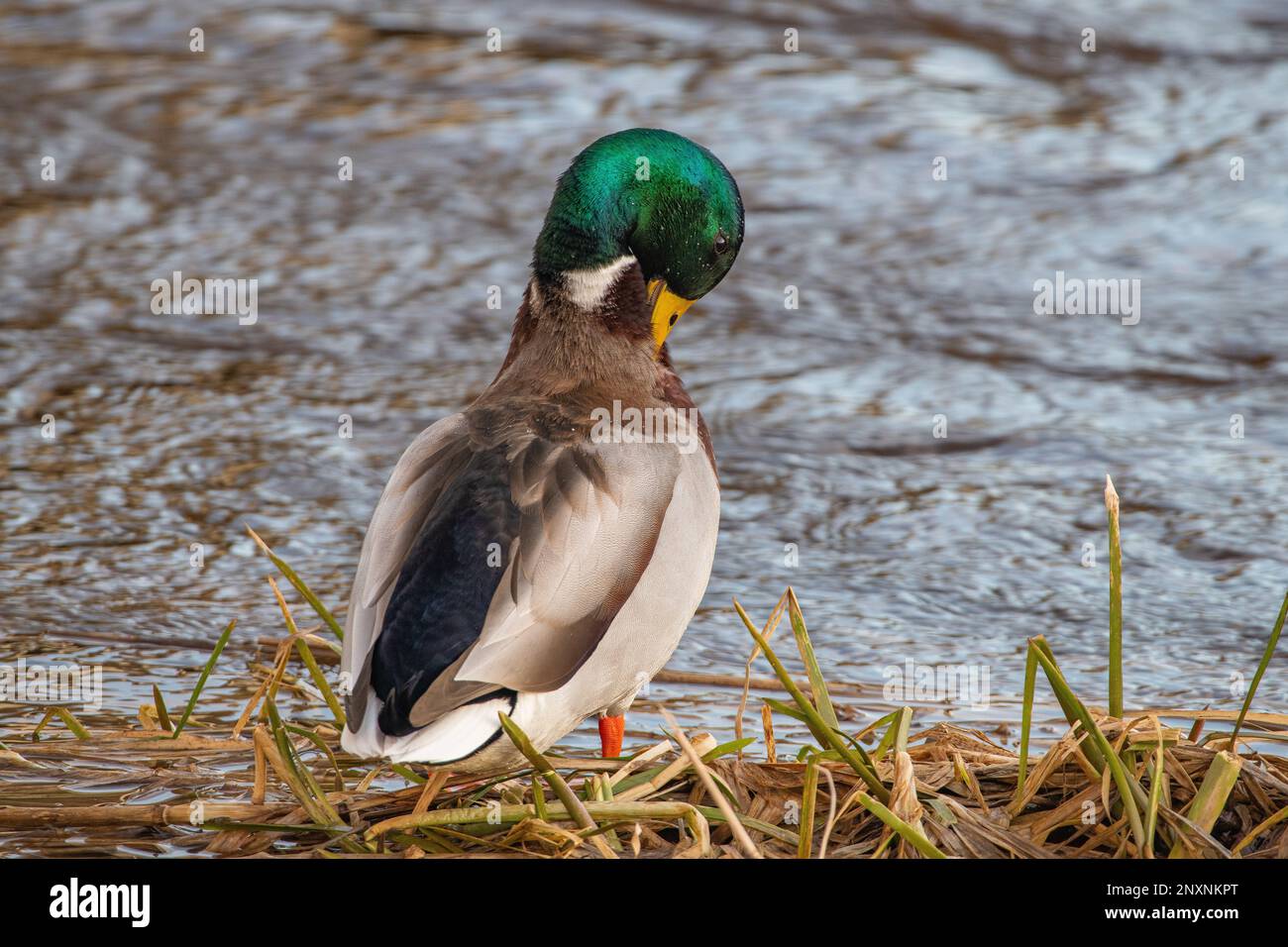 Male mallard duck on the river bank, River Don, Inverurie ...