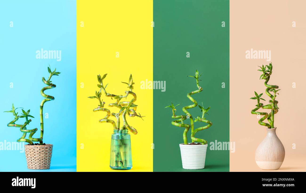 Collage of green bamboo branches on color background Stock Photo - Alamy