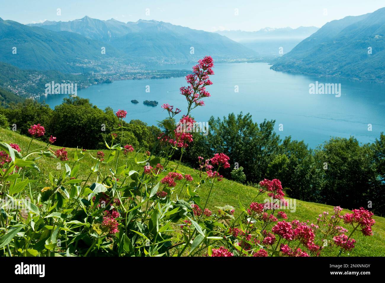 Switzerland, Canton Ticino, Brissago, landscape Stock Photo - Alamy