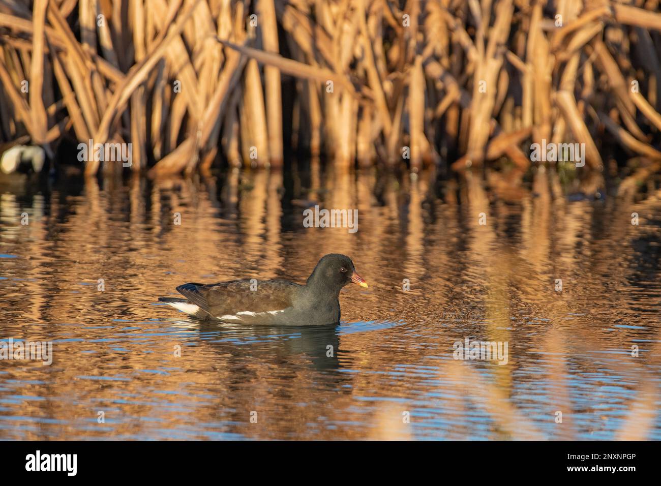 Common Moorhen, (Gallinula chloropus), East Tullos Burn, Aberdeen ...