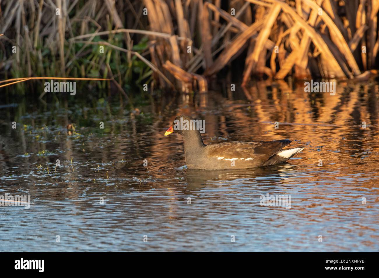 Tullos aberdeen hi-res stock photography and images - Alamy