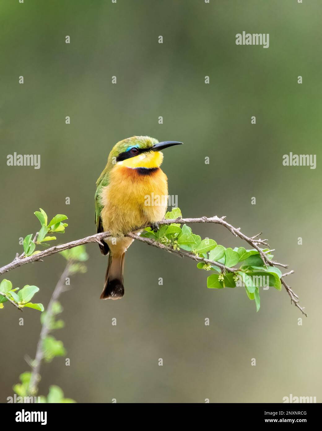Green and Yellow Little Bee-eater, Mala Mala, South Africa Stock Photo ...