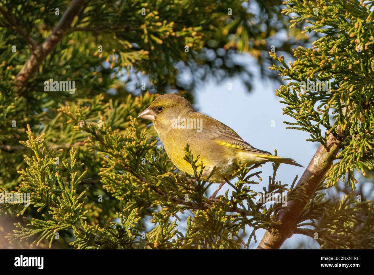 Greenfinch (Chloris chloris) in a conifer tree, Inverurie ...