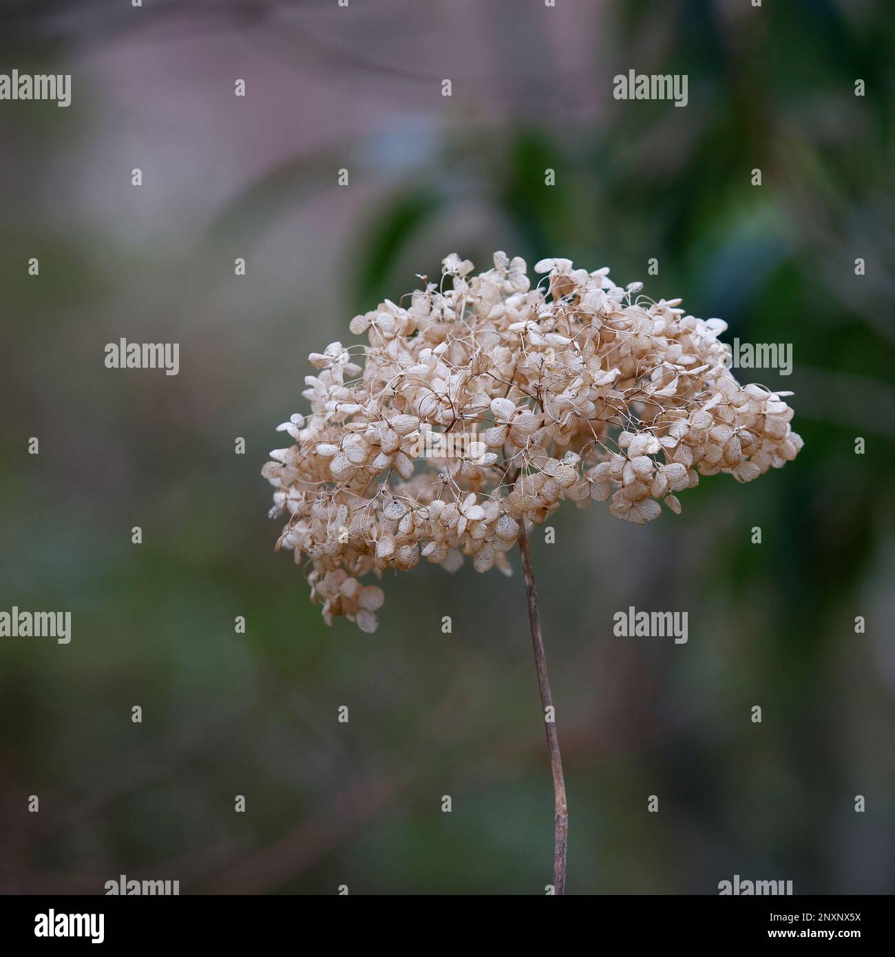 Dried flower heads of the deciduous garden shrub Hydrangea arborescens ...