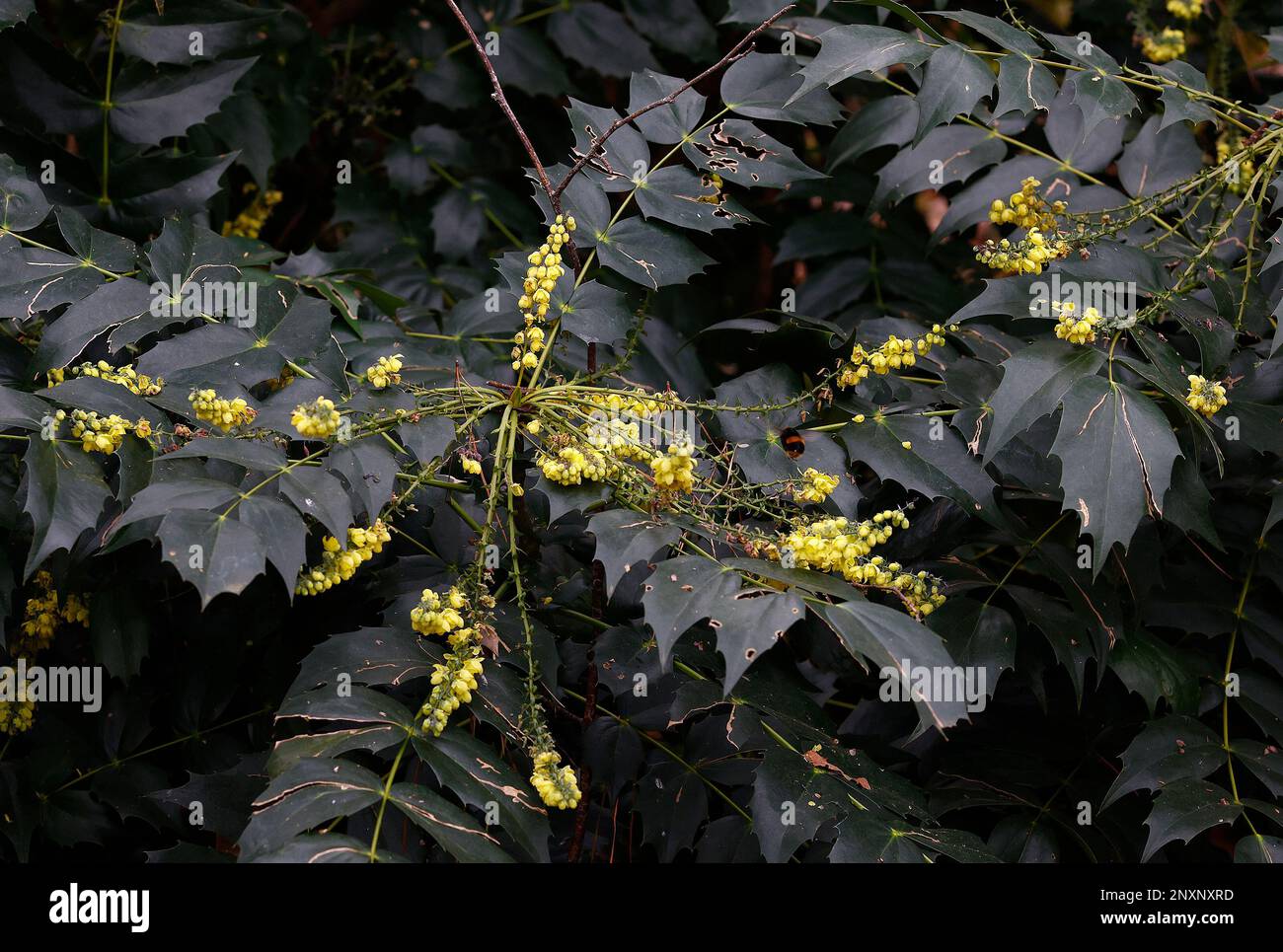 Closeup of the yellow winter flowering evergreen garden shrub Mahonia ...