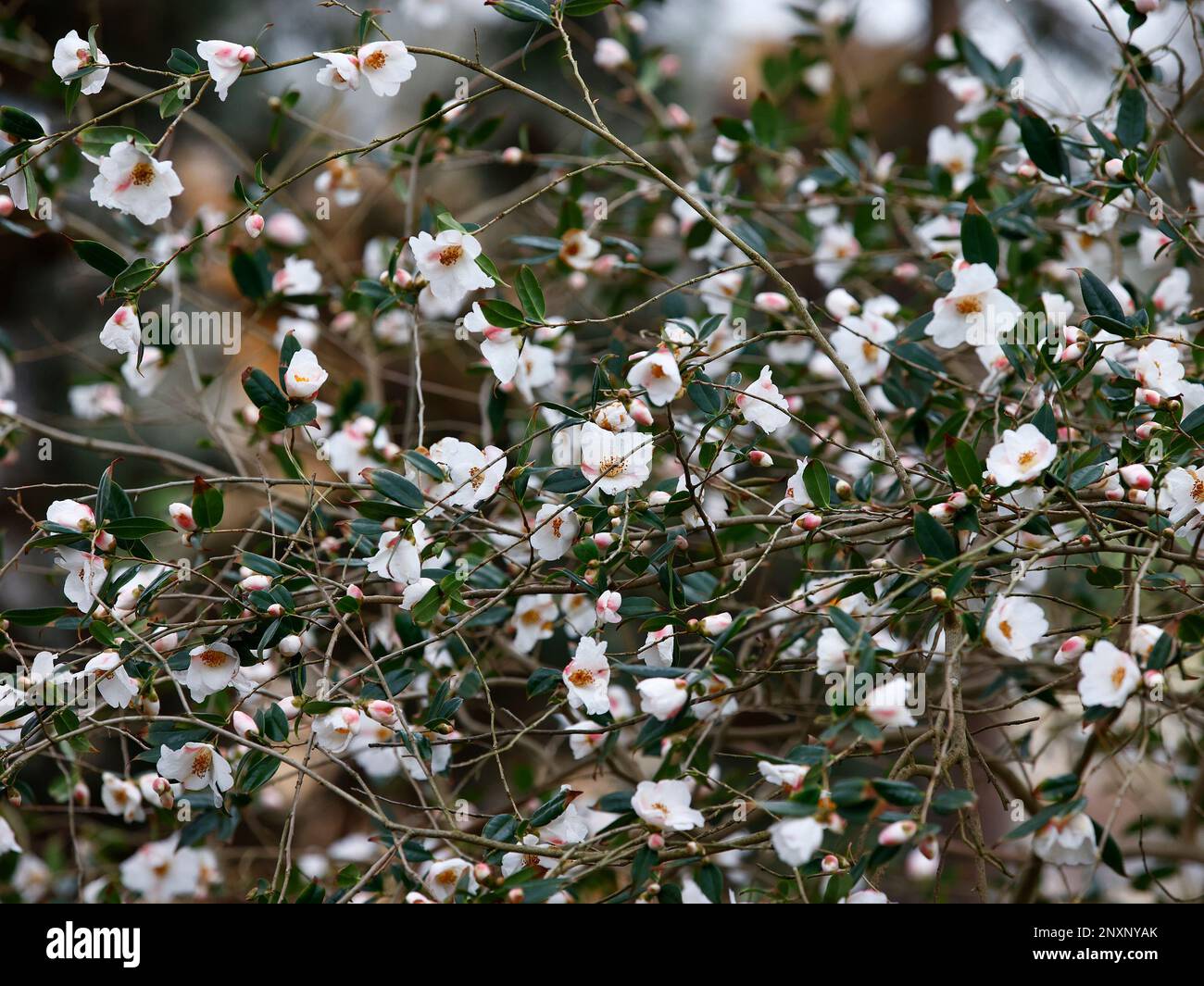 Closeup of the white and yellow flowers of the evergreen garden plant ...