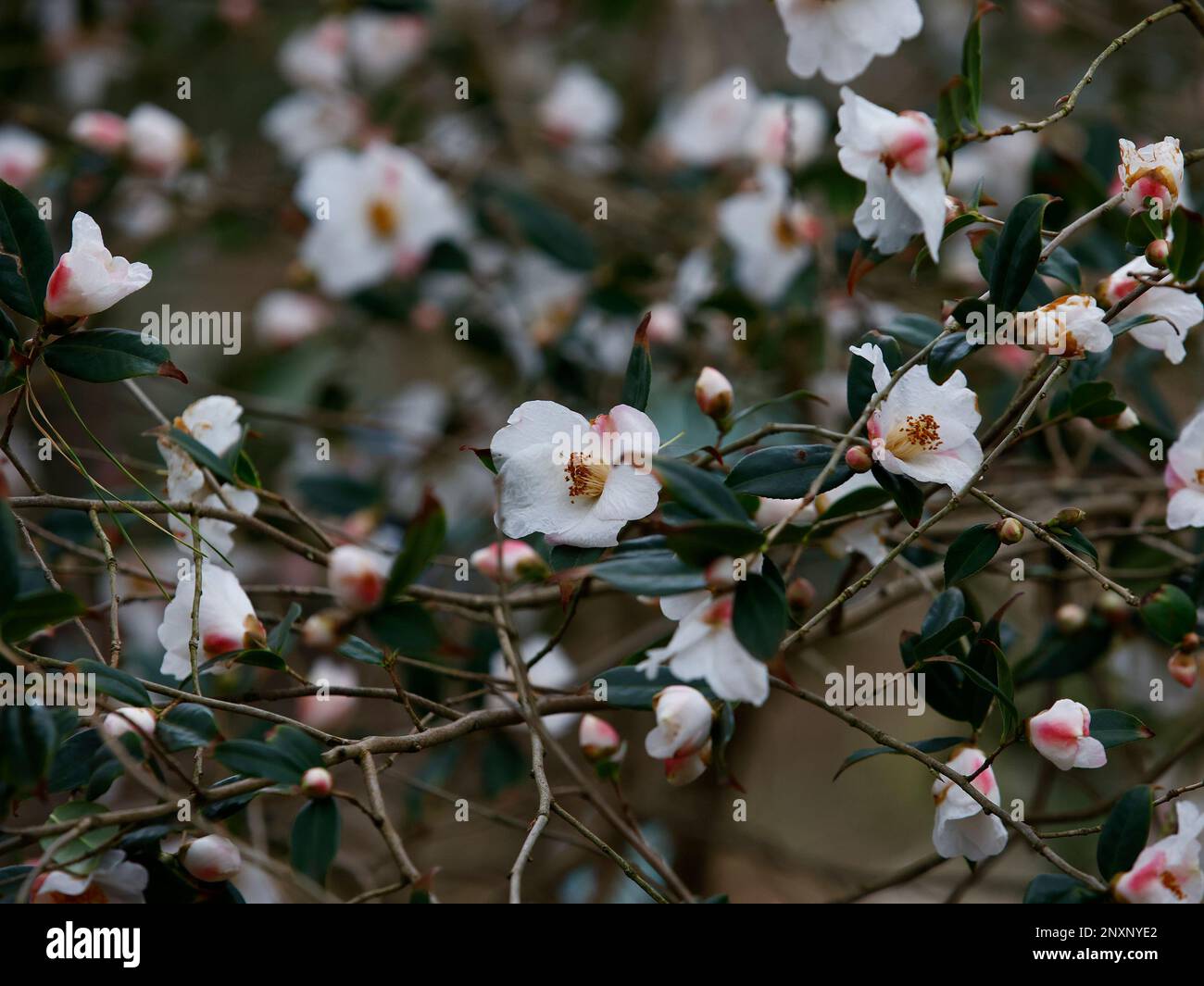 Closeup of the white and yellow flowers of the evergreen garden plant ...