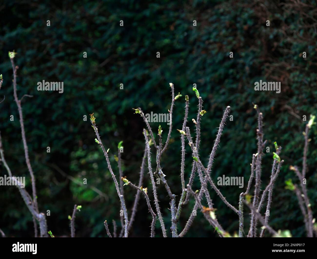 Closeup of pruned rose twigs with new sprouting leaves at the ends ...