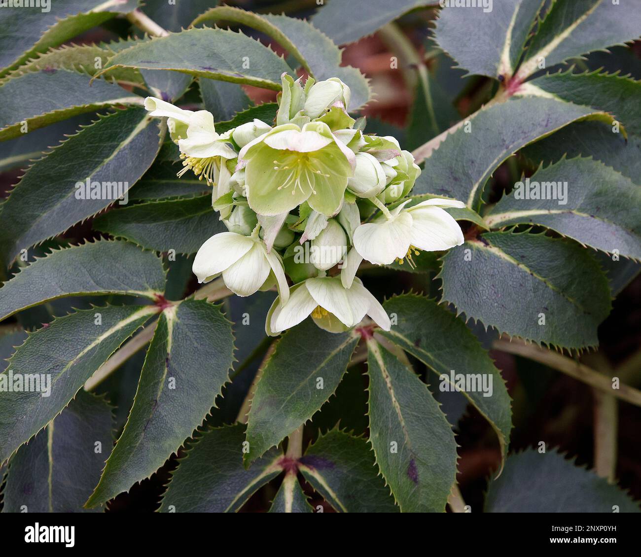 Closeup of the white nodding winter flowers of the perennial garden ...
