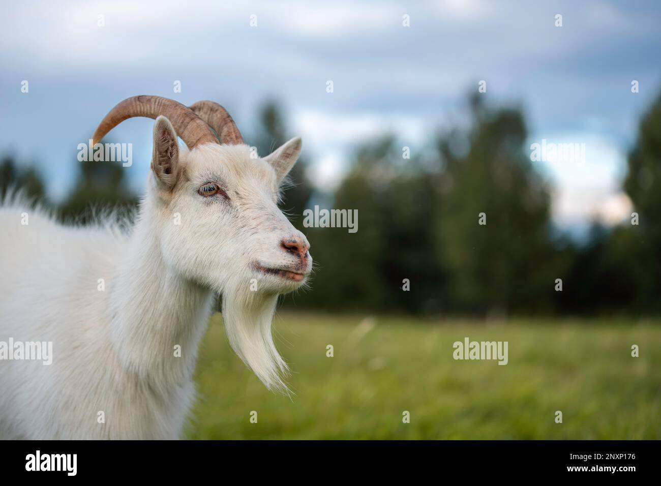 Goat on the meadow hi-res stock photography and images - Alamy
