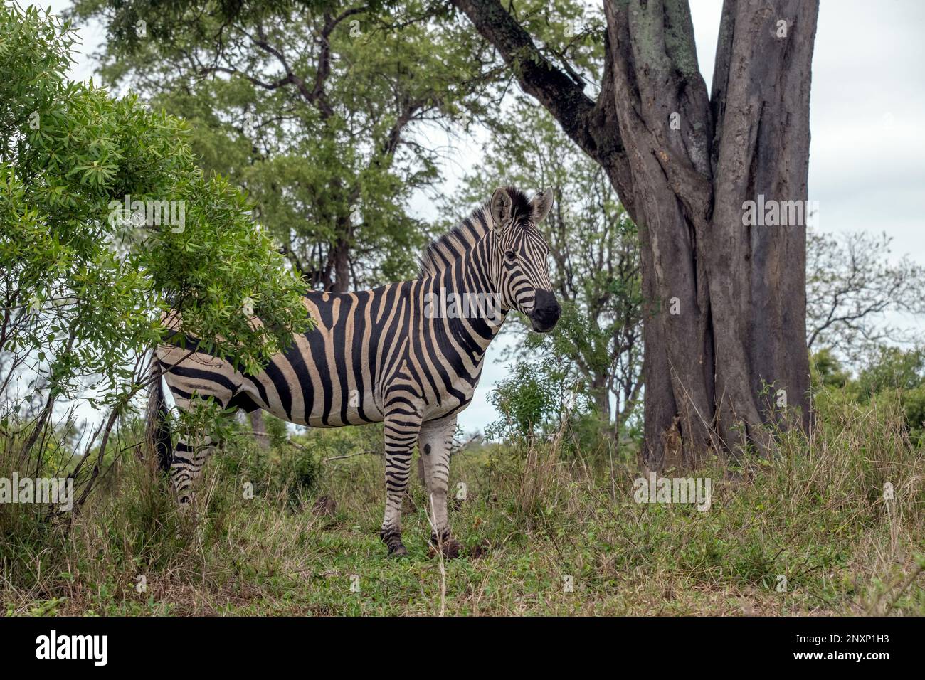 African zebra side view hi-res stock photography and images - Alamy
