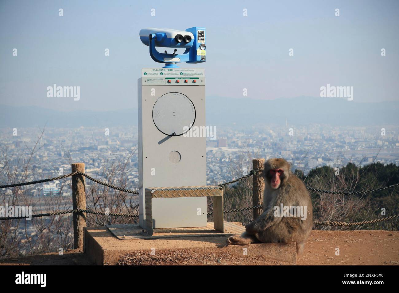 A monkey sits by a telescope at a viewing area 160 meters above sea ...