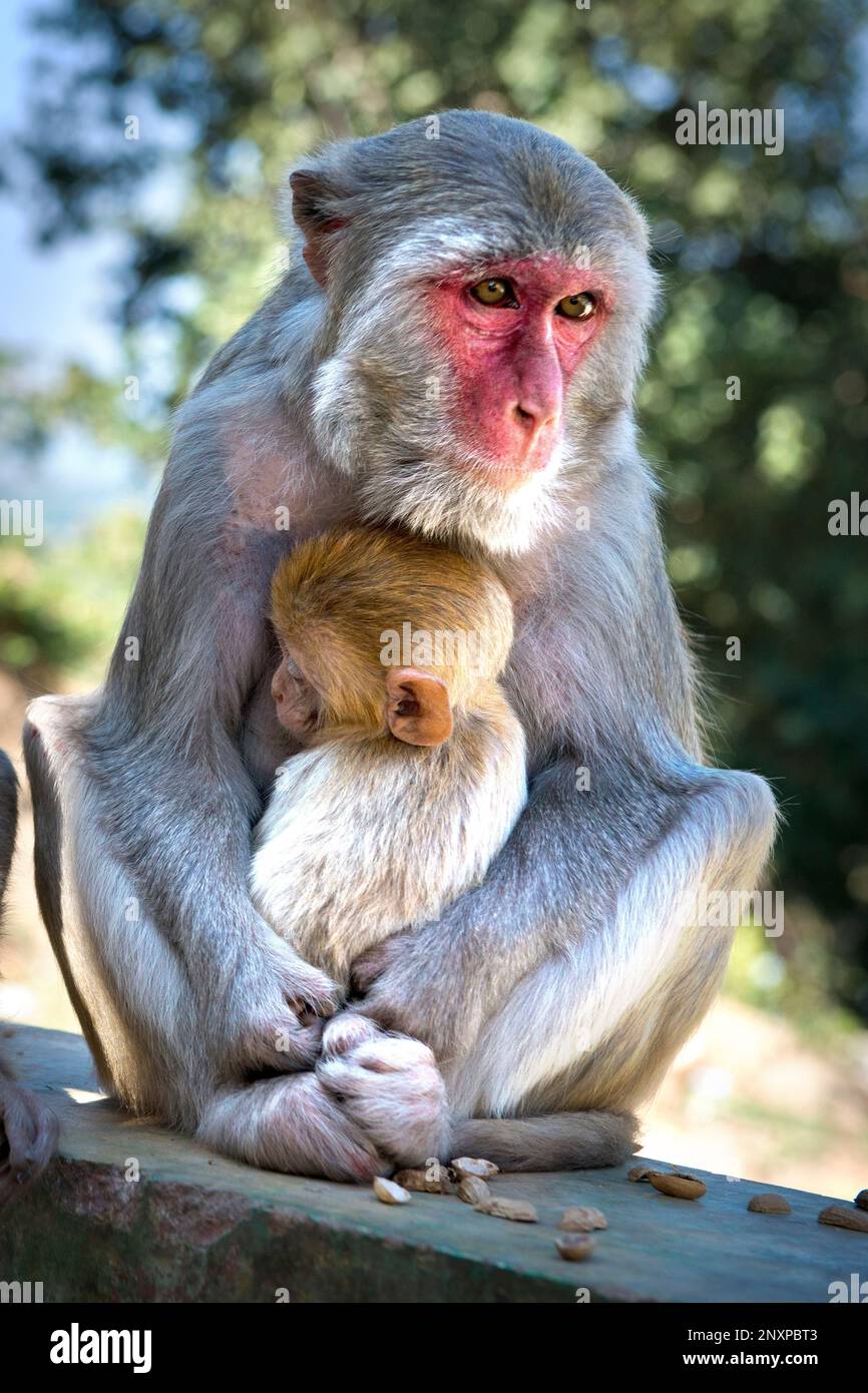 Myanmar, Popa mount, Monkeys Stock Photo - Alamy