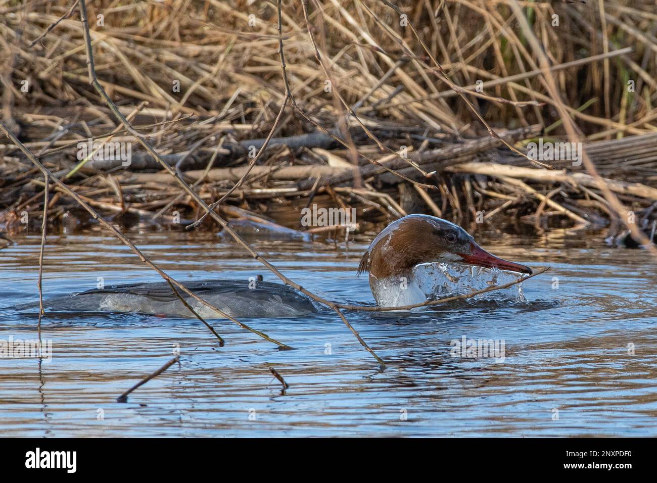 Female goosander (Mergus merganser), River Ury, Inverurie ...