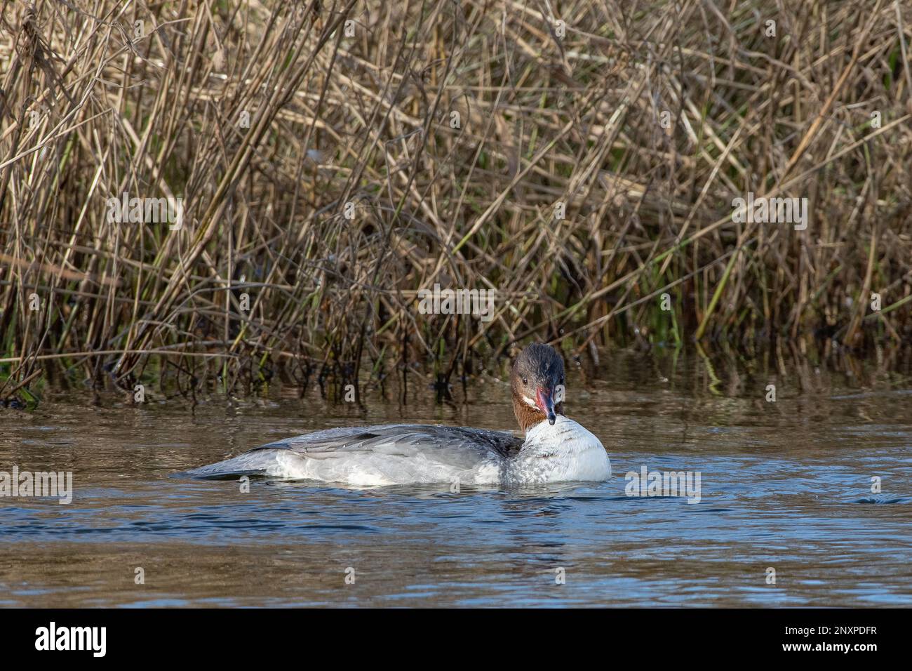 Female goosander (Mergus merganser), River Ury, Inverurie ...